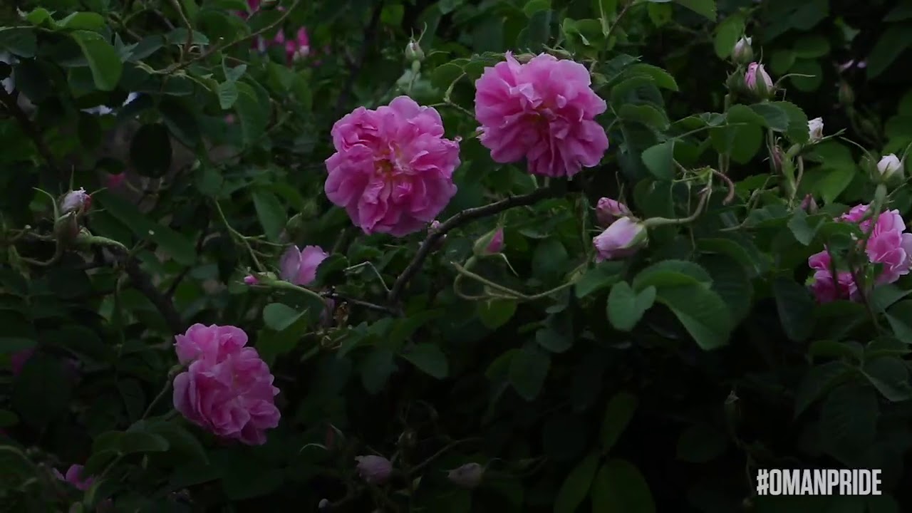 Oman Pride: The rose fields at Al Ain - Times of Oman
