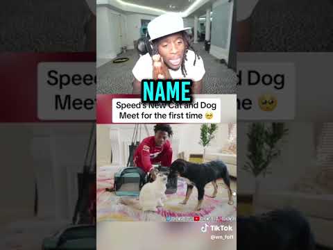 Kai Cenat Reacts To IShowSpeed's Dog's Name! 😂