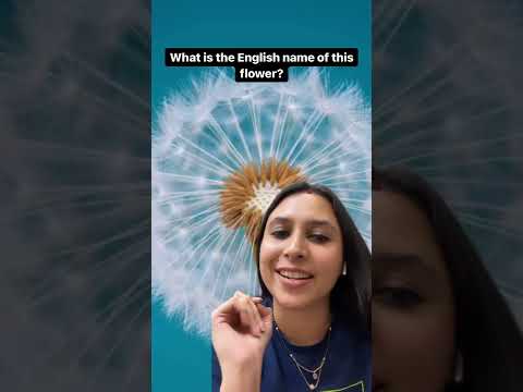 Dandelion #dandelions #flowers #ielts #ieltspreparation #learnenglish #english #canada