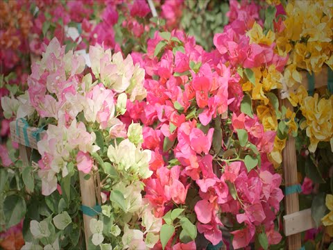 Bougainvillea Plant - Wholesale Price & Mandi Rate for Paper Flower ...