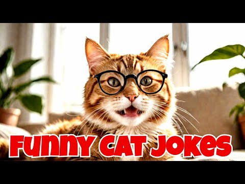 Funny Cat Jokes #cats #funnyvideos #the_top_rarest