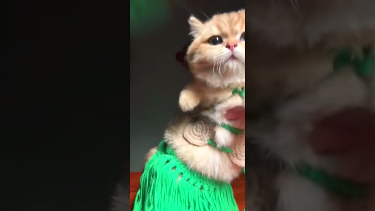 Cat9 #shortvideo #shorts #short