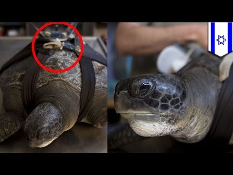 Injured Turtle Gets Fighter Jet-Inspired Prosthetic Fin