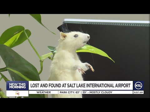 Laptops, clothing and taxidermy among items at SLC airport lost and found