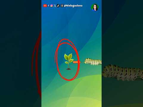 Productores en cadenas Tróficas #biólogaelena #edutuber #ecosistema #shorts