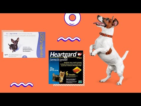 Heartgard Plus Vs Revolution – Which is the Best?