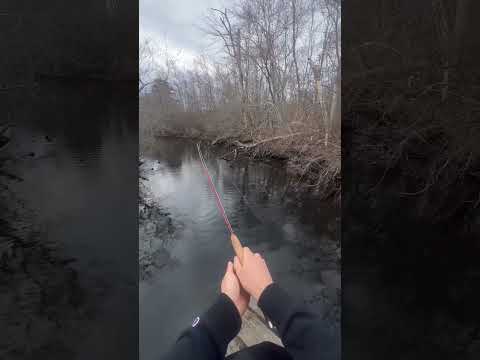 Rainbow trout on a 0/1wt fly rod #trout #fisherman #fishing #urbanfishing #fishermen #flyfishing