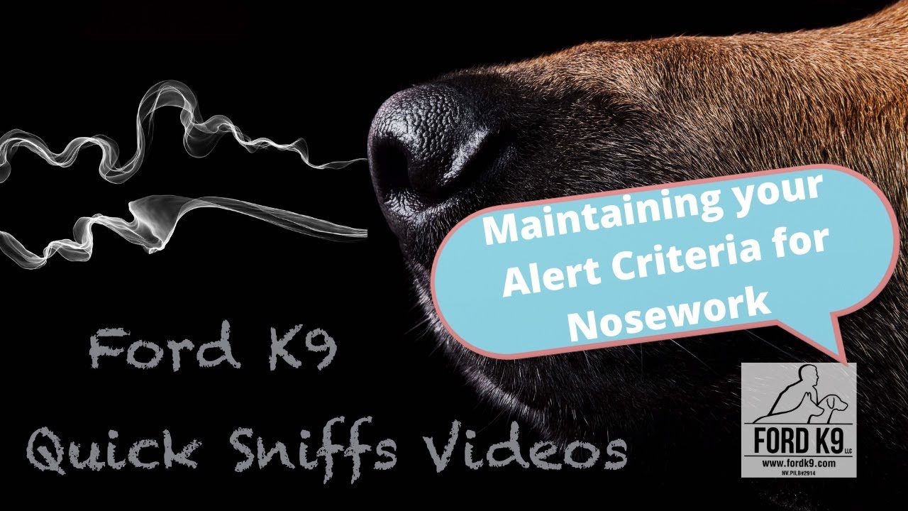 Maintaining your Alert for Nosework and Scentwork