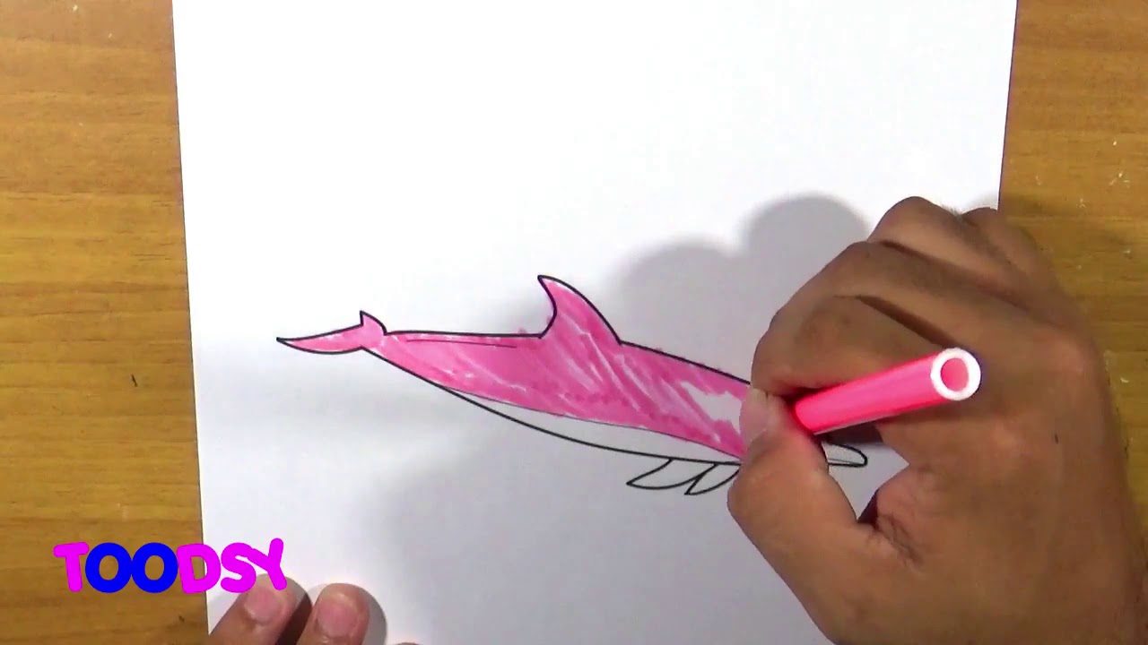 How to Color Printable Dolphin Coloring Pages