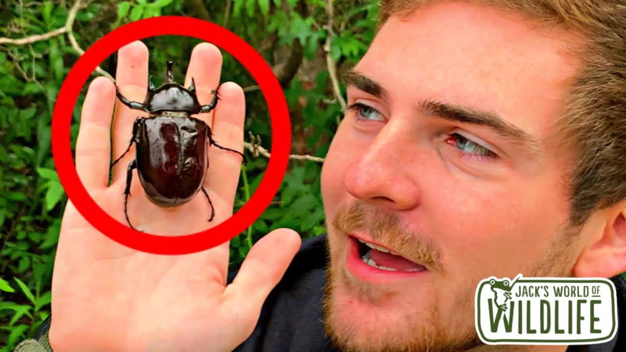 HUGE Beetle: The Elephant BEETLE