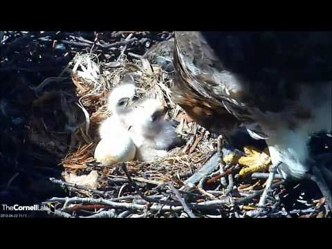Feeding Baby Hawks | Mary S. Black