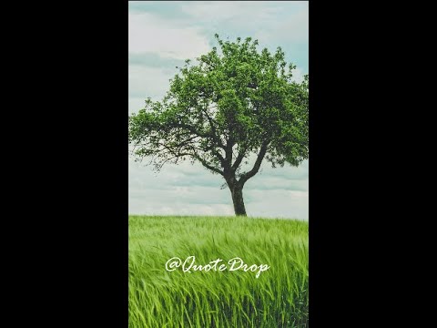 The Best Time to Plant a Tree | Chinese Proverb #shortsfeed #quotes