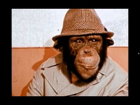 Lancelot Link Secret Chimp