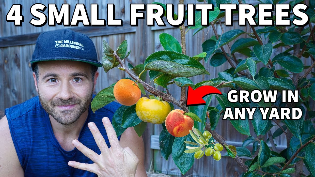 4 AMAZING Fruit Trees People With SMALL YARDS Can Grow!