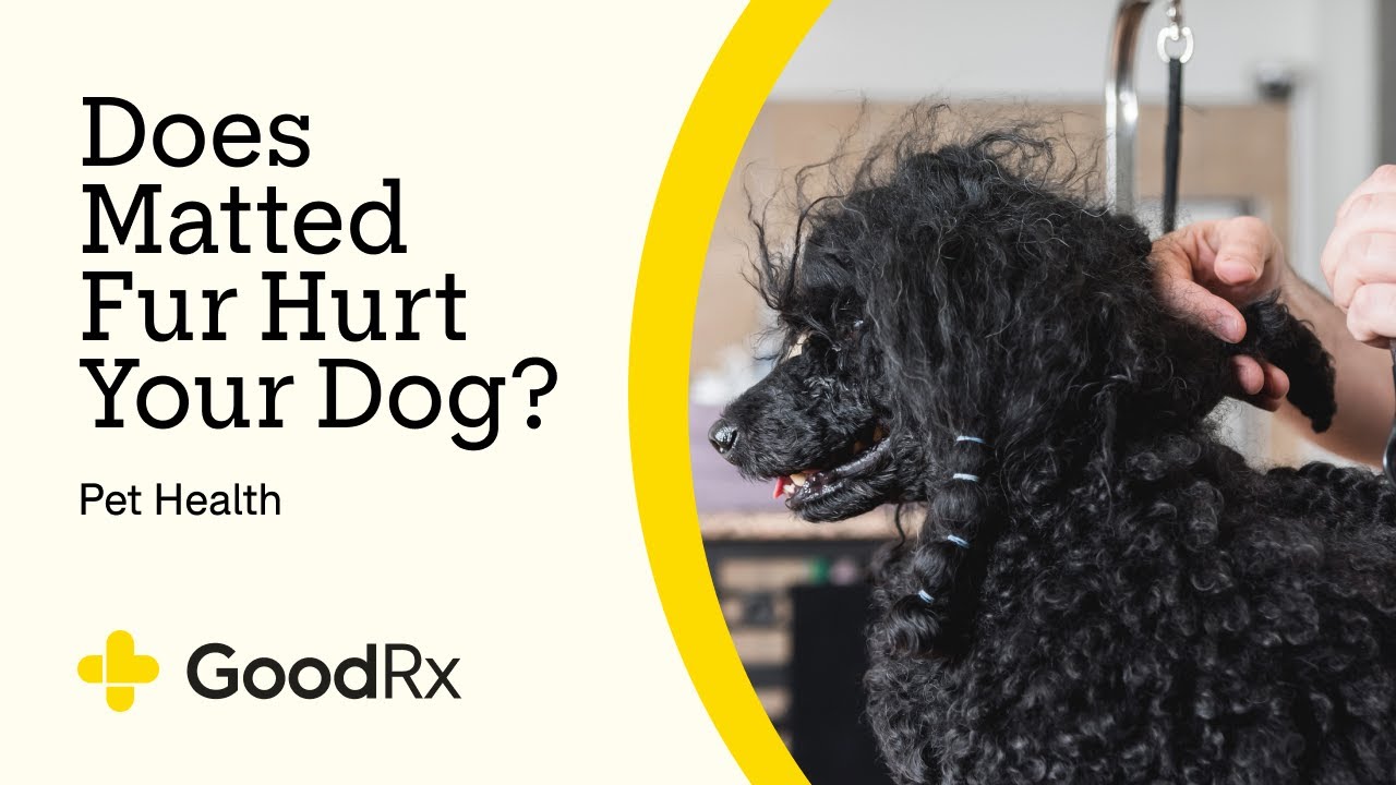 Does Matted Fur Hurt Your Dog? | GoodRx