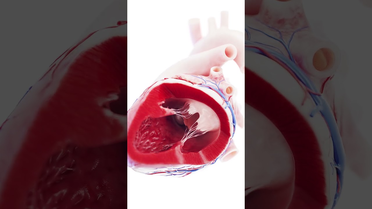 The mitral valve  #anatomy #3dmodel