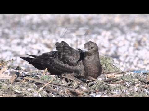 Parasitic Jaeger, Stercorarius parasiticus preening