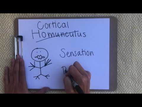 All About Homunculus