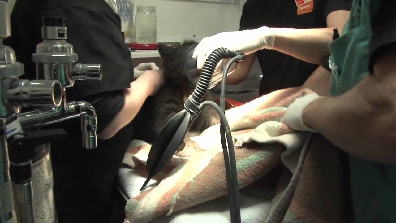 Orphaned bear cubs at PAWS shelter