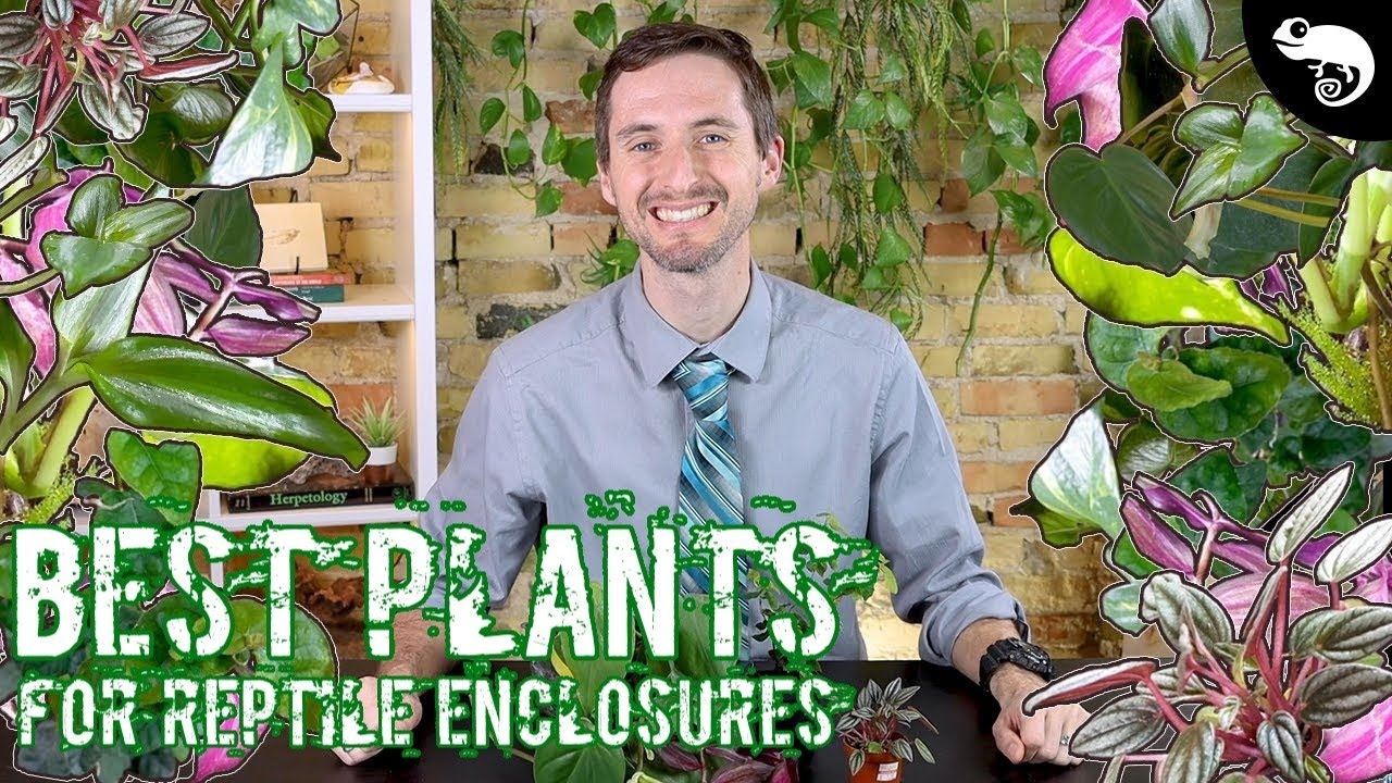 Five of the Best Plants for Reptile and Amphibian Enclosures