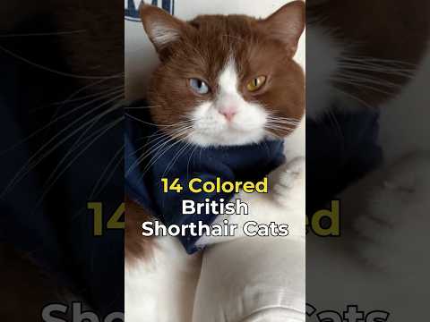 14 Colored British Shorthair Guide #petlover #cuteanimals
