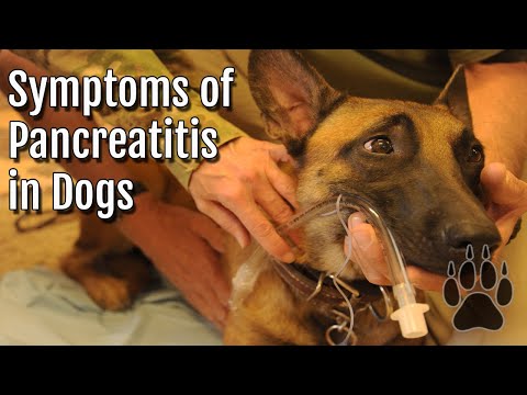 Symptoms of Pancreatitis in Dogs | The deadly Condition you MUST recognise!