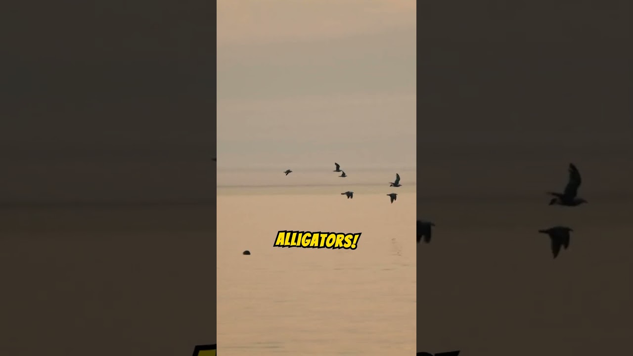 Mind Blowing Facts About Burmese Python