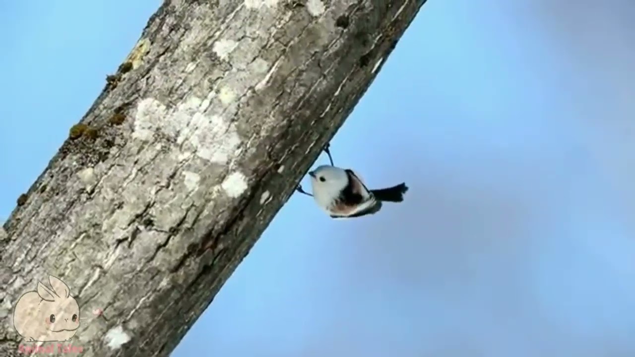 Shima Enaga Japanese Exclusive Bird Compilation
