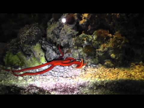 The Red Serpent Star: Silently Creeping Through the Night… | Outdoors ...