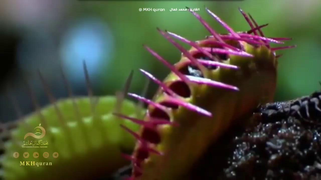 الل ه خ ال ق ك ل ش ي ء و ه