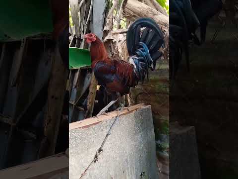 MAYAHON cross MELSIMS HATCH #hatch #chickenbreeds #chickenfarm #chicken #farm #rooster #gamefowls
