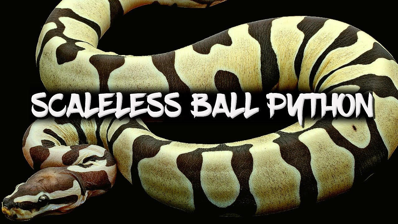 The Potential of the Scaleless Ball Python