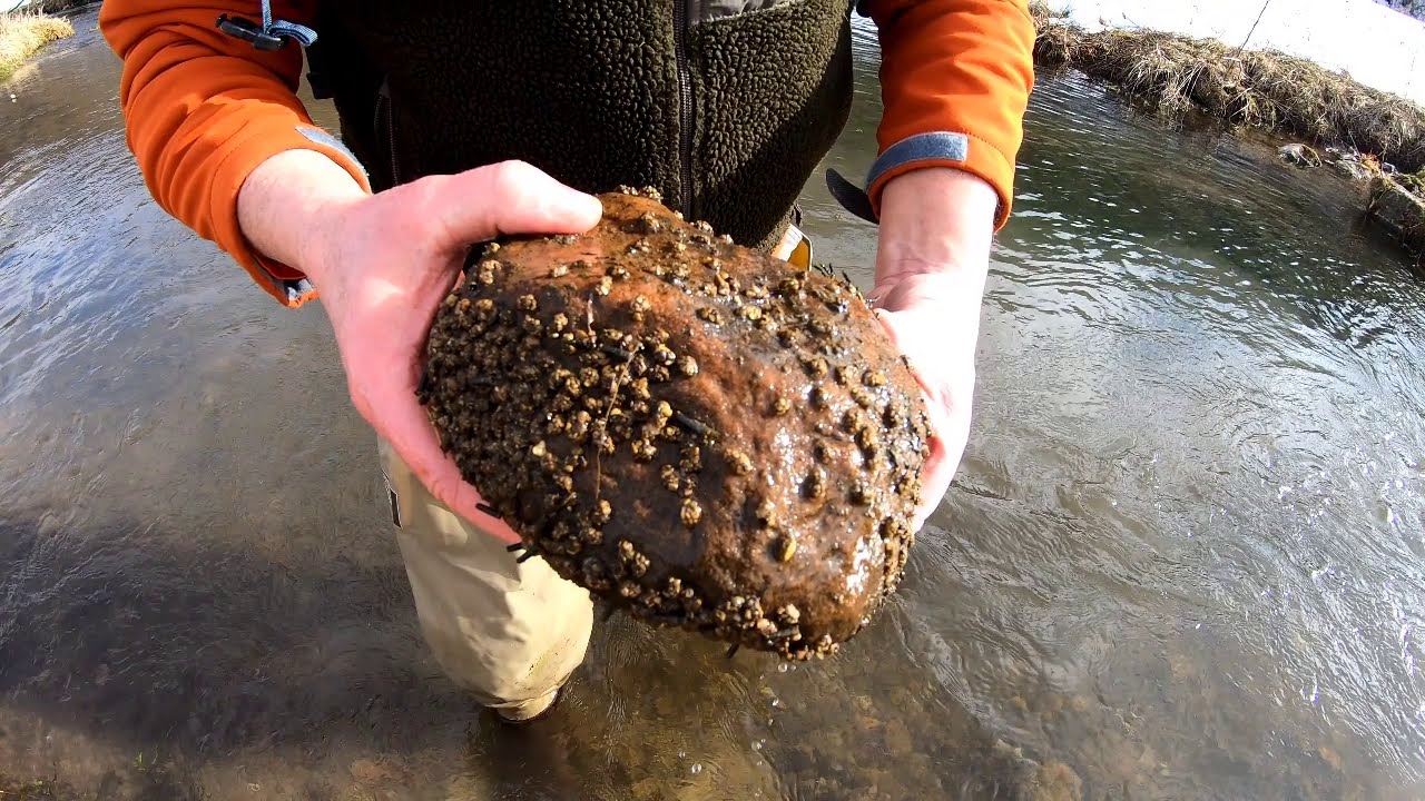 Stream Ecology and the River Continuum Concept