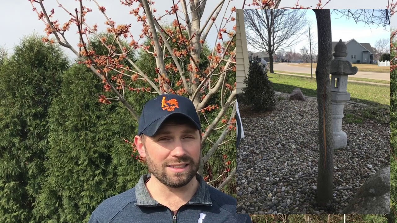 Repair Bark Splits in Trees