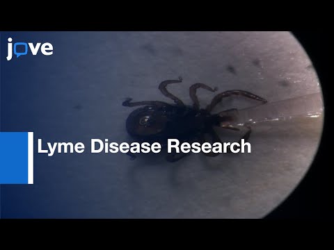 Lyme Disease Research Xenodiagonosis by Feeding of Ticks on Animals | Protocol Preview