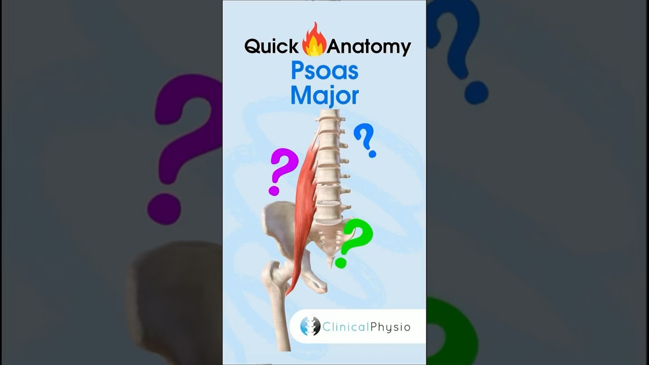 Psoas Major #physicaltherapy #physiotherapy #anatomy #psoas