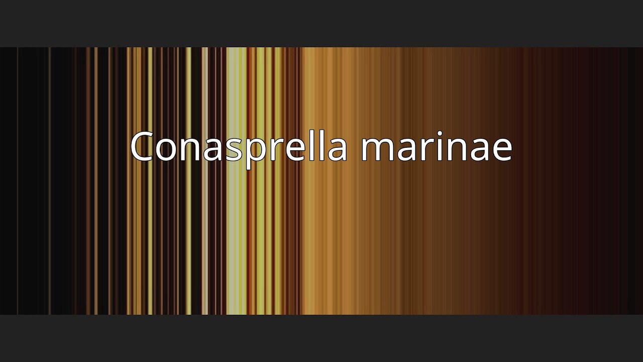 Conasprella marinae