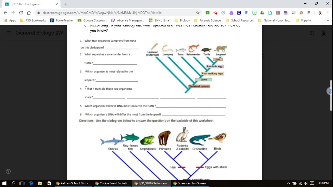 Cladogram Worksheet Explained