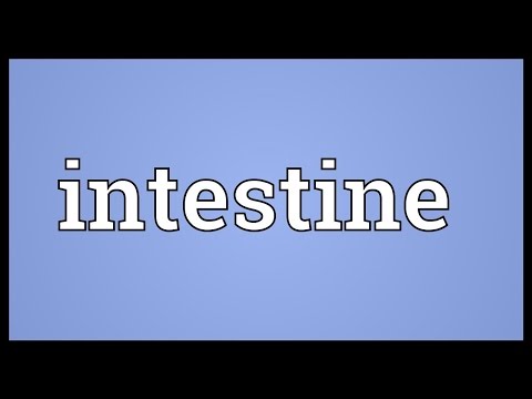 Intestine Meaning