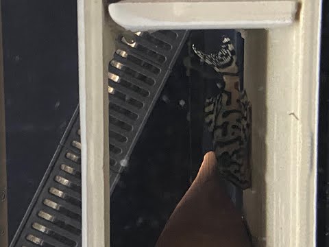 L236 Super White Pleco - Update