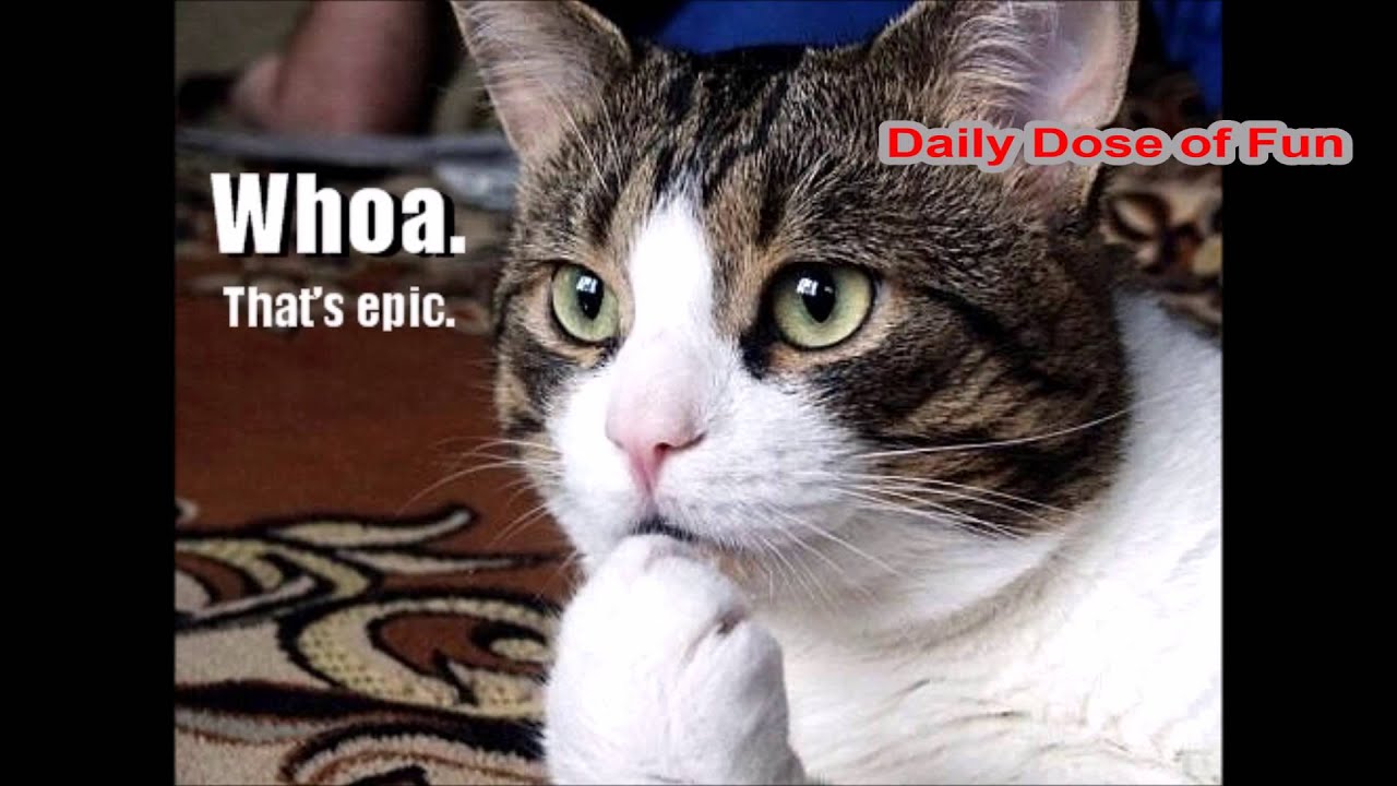 Best 9gag Cat Compilation - DDOF