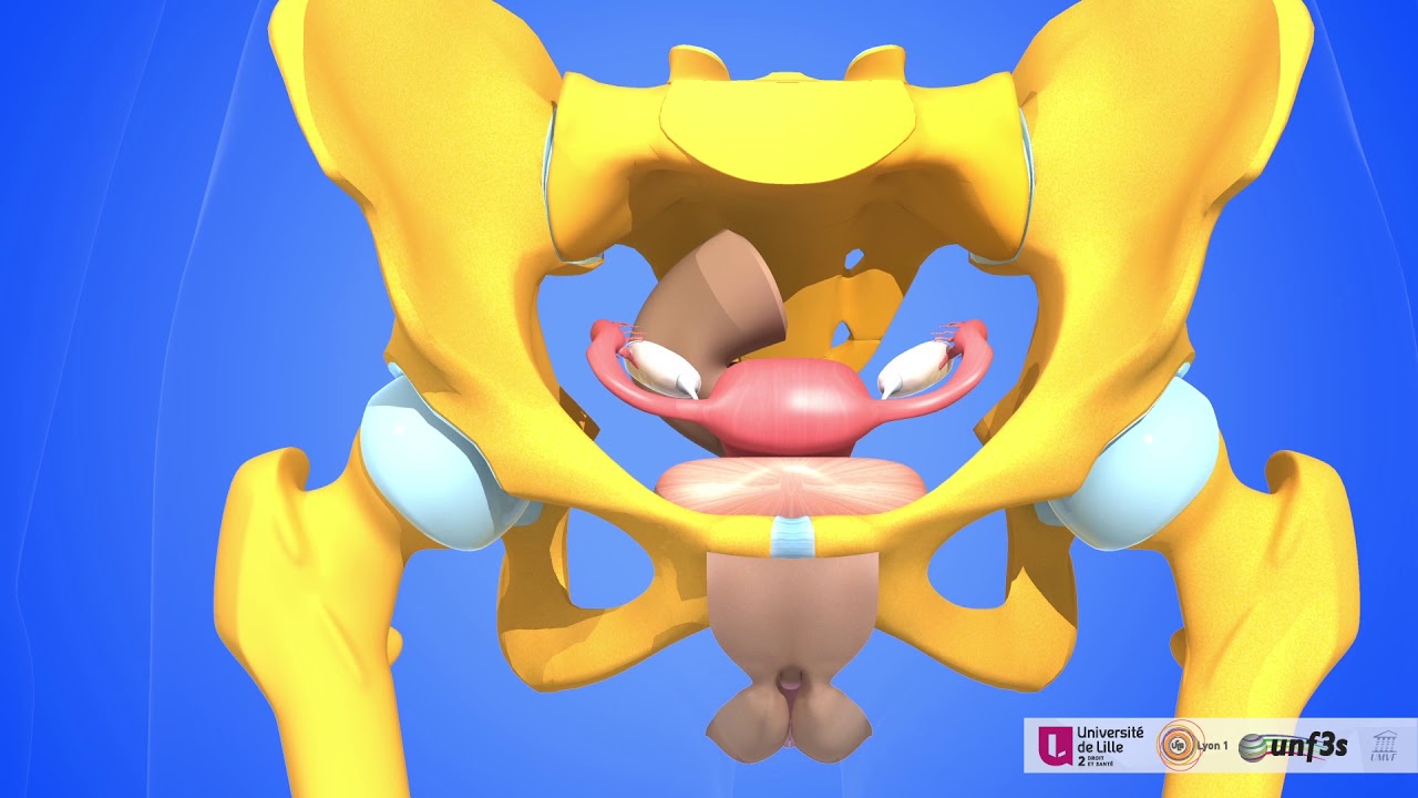 The female perineum
