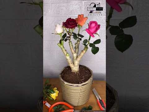 Multi Colour Rose Presentation: Step-by-Step Tutorial! #diy #viral #viralvideo #rose #shorts #garden