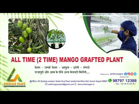 Mango Plant - Wholesale Price & Mandi Rate for Mango Plant