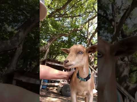 This is my Bliss/ Nigerian dwarf goats
