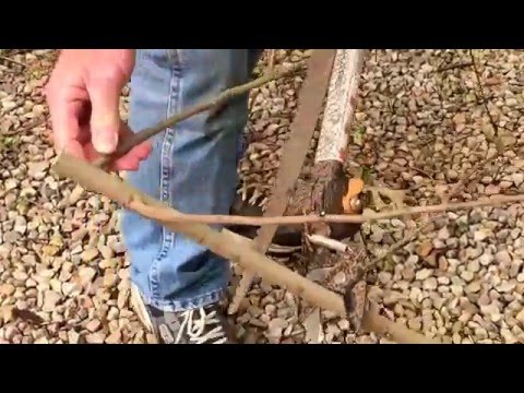 Ginseng Seed Planting Stick