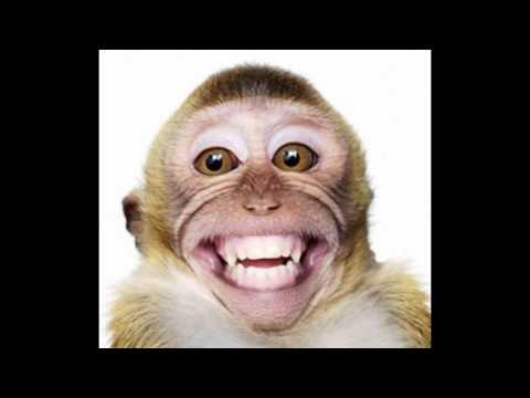 Monkey gifs