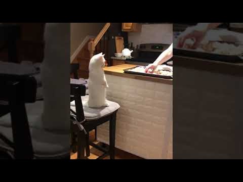 Curious Kitten Is the Cutest Cookie Inspector || ViralHog