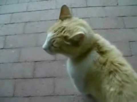 Gato espantado | Faroffa.com