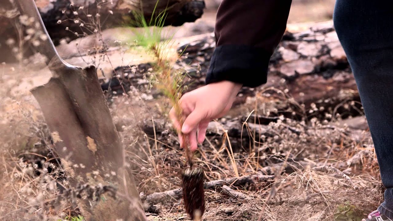 Chegg = 6 million trees